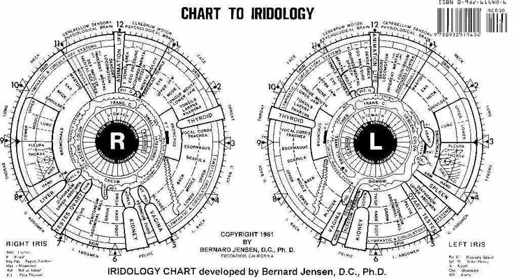 What Is Iridology? | GrapeGate